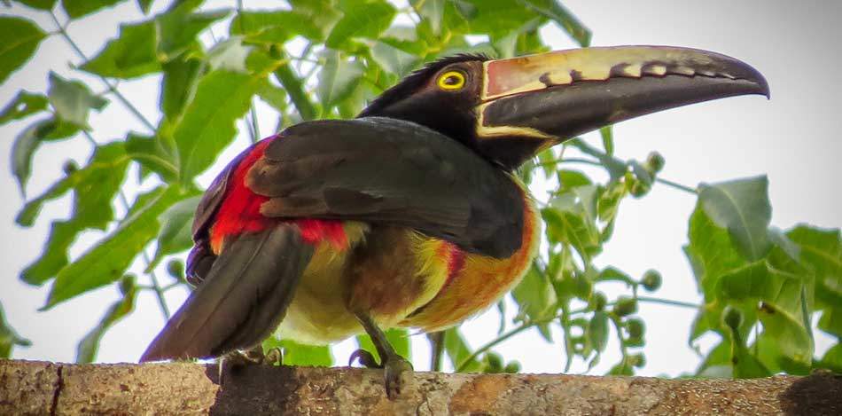 Birdwatching Cancun Mexico