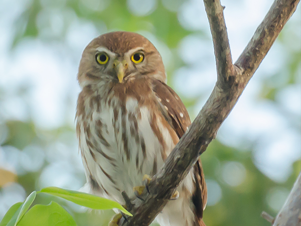 Birdwatching Cancun Mexico